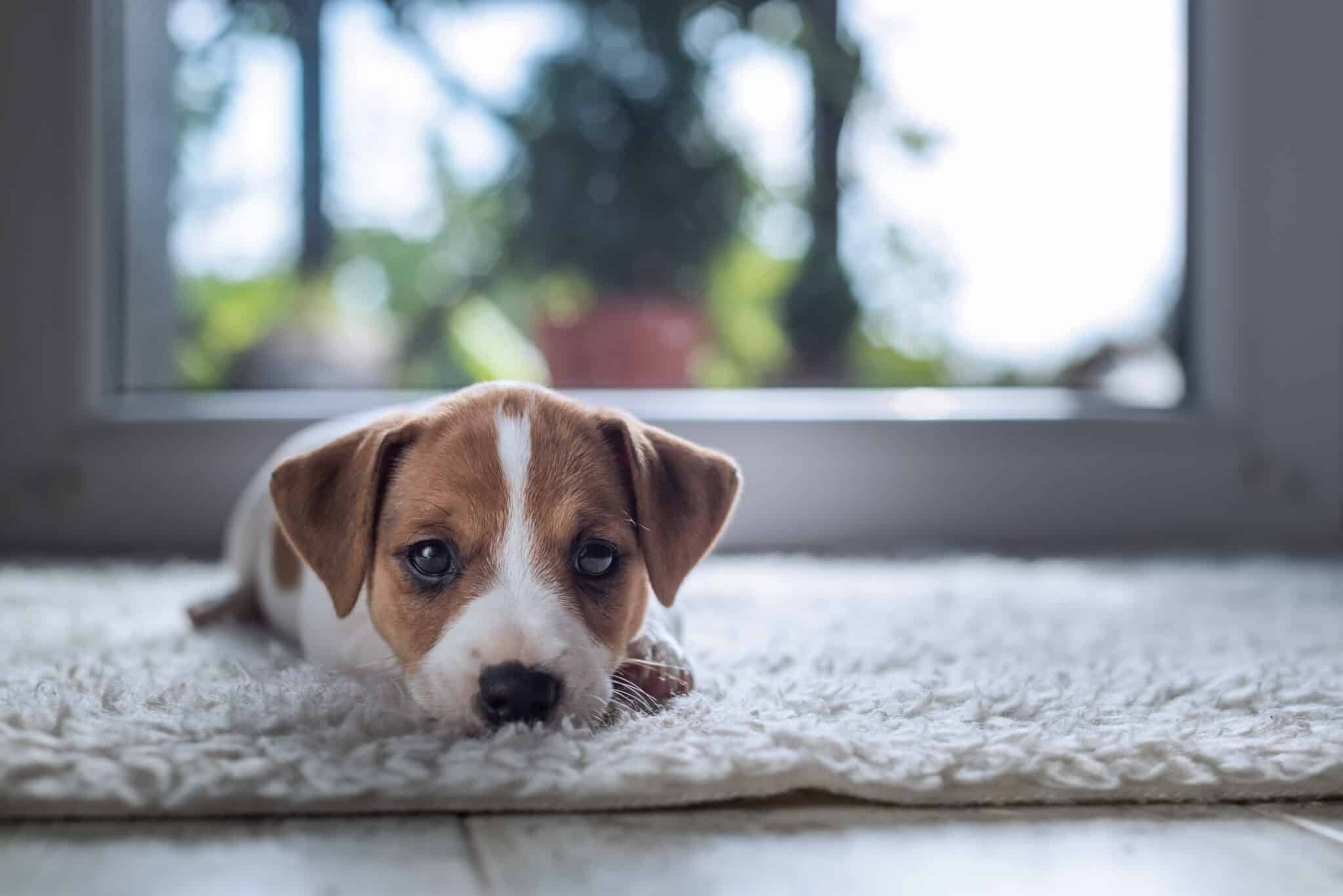 Cleaning with Pets - JDog Carpet Cleaning & Floor Care